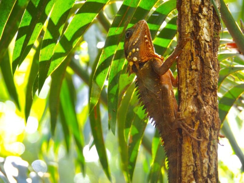 Port Douglas: Daintree Rainforest and Cape Tribulation Tour - Practical Considerations: Price, Duration, and Value