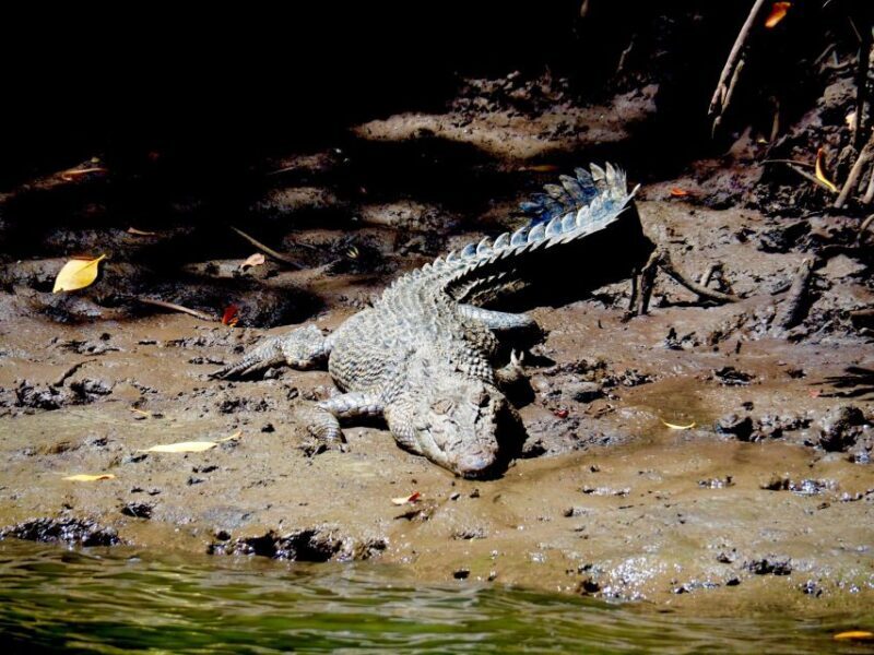 Port Douglas: Daintree Rainforest and Cape Tribulation Tour - FAQ
