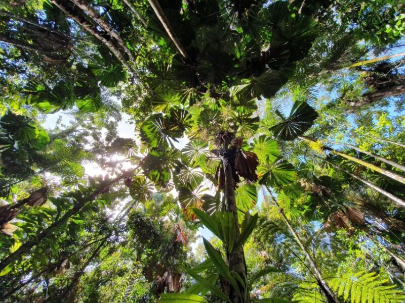 Port Douglas: Daintree Rainforest and Mossman Gorge Tour - A Deep Dive Into the Daintree Experience