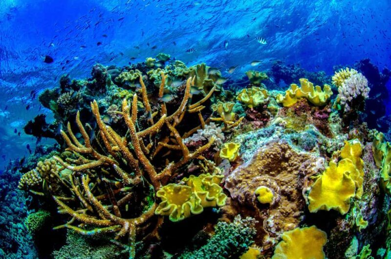 Port Douglas: Just 12 Passengers Guided Snorkel Reef Cruise - A Closer Look at the Experience