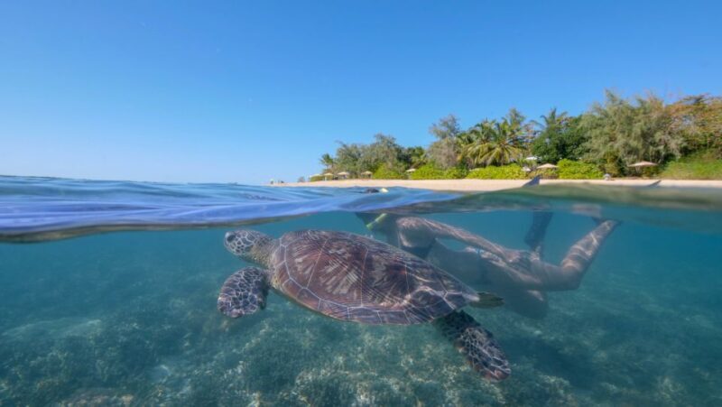 Port Douglas: Low Isles Glass Bottom Boat & Snorkeling Tour - Snorkeling: A Highlight for All Levels