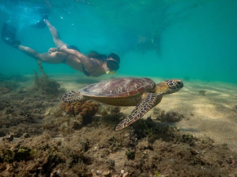 Port Douglas: Low Isles Glass Bottom Boat & Snorkeling Tour - Island Exploration and Historical Highlights