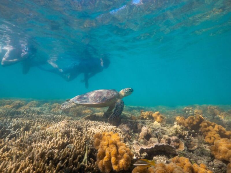 Port Douglas: Low Isles Glass Bottom Boat & Snorkeling Tour - What to Expect at the End of Your Trip