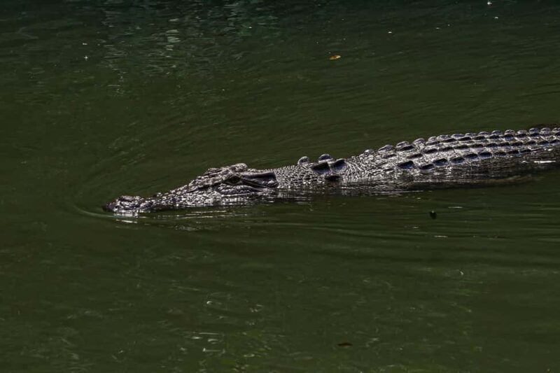 Port Douglas: Morning Daintree Tour w/ Wildlife Cruise - The Logistics and Practicalities