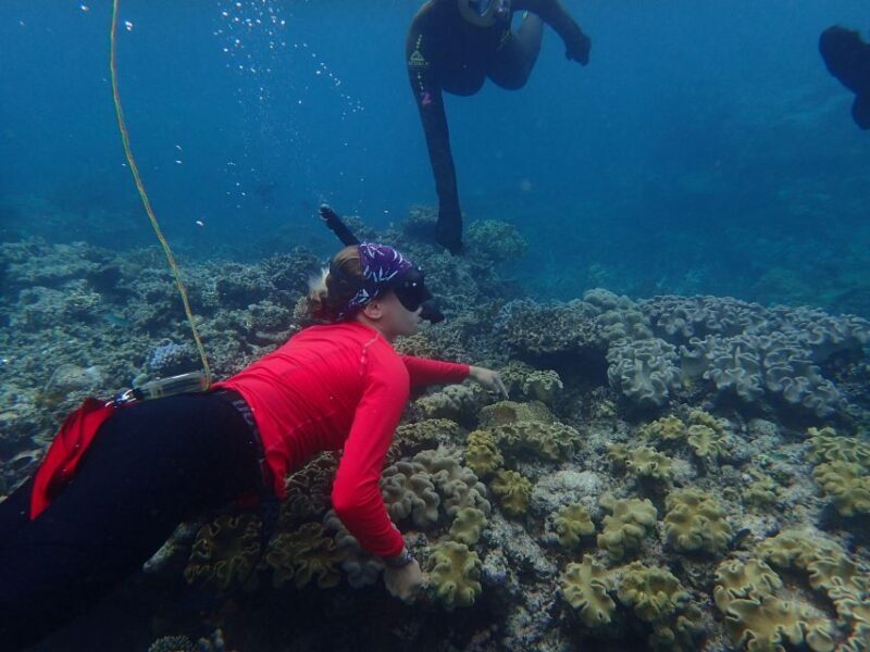 Port Douglas: Outer Great Barrier Reef Snorkeling Cruise - An Overview of the Experience