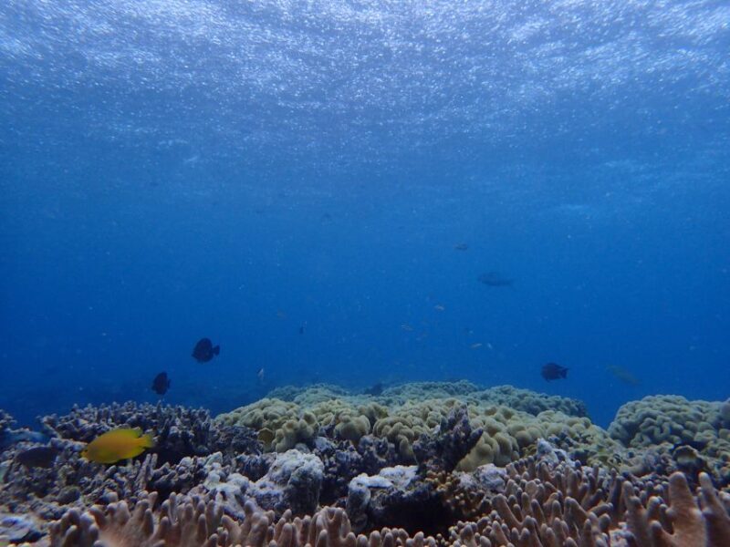 Port Douglas: Outer Great Barrier Reef Snorkeling Cruise - How the Experience Has Earned Its High Ratings