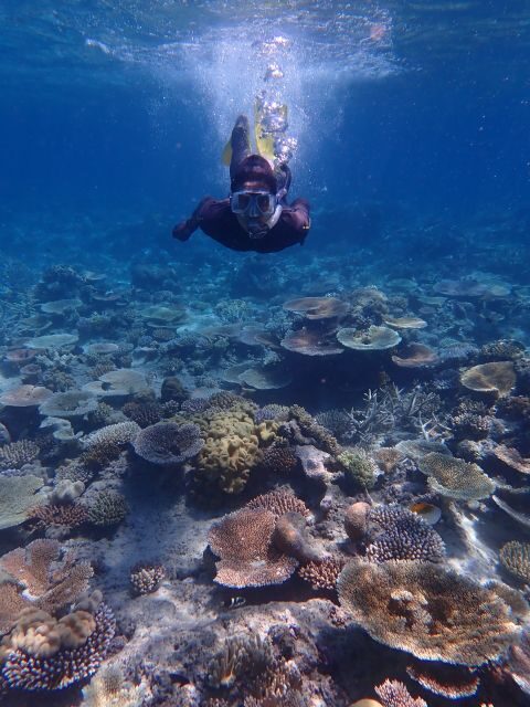 Port Douglas: Outer Great Barrier Reef Snorkeling Cruise - Final Thoughts