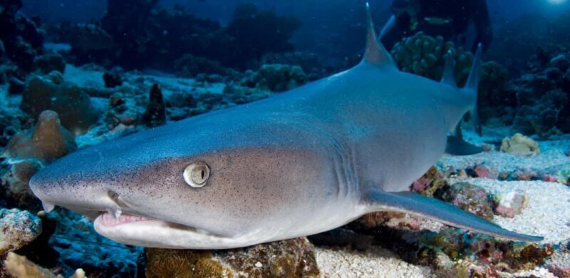 Port Douglas: Premium Outer Reef Dive Trip - Key Points