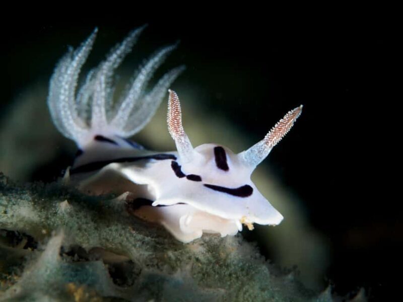 Port Douglas: Premium Outer Reef Dive Trip - An In-Depth Look at the Tour