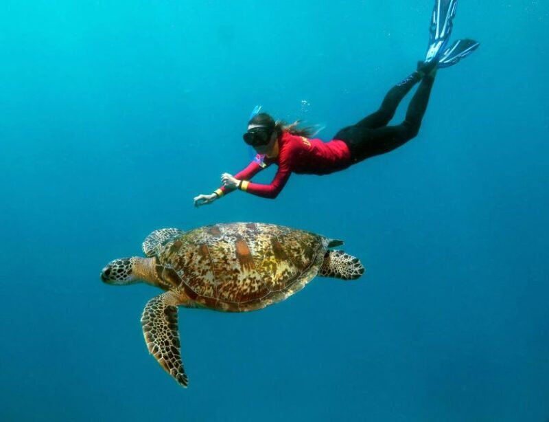 Port Douglas: Quicksilver Outer Barrier Reef Full-Day Cruise - Introduction to the Quicksilver Reef Cruise