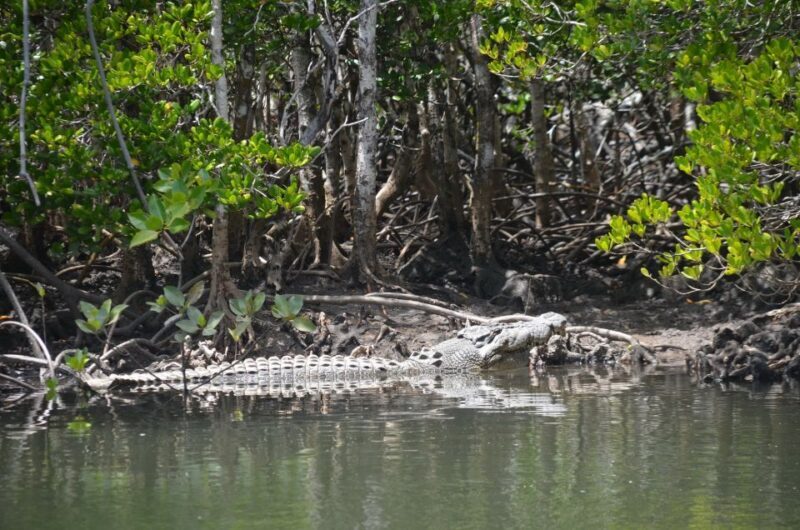Port Douglas: River Cruise, Crocodile Spotting, Drink/ Snack - Why This Tour Works Well