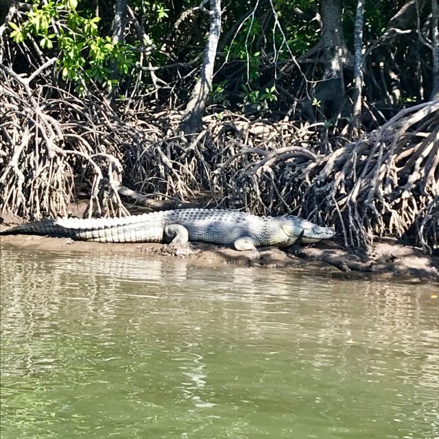 Port Douglas: River Cruise, Crocodile Spotting, Drink/ Snack - Final Thoughts