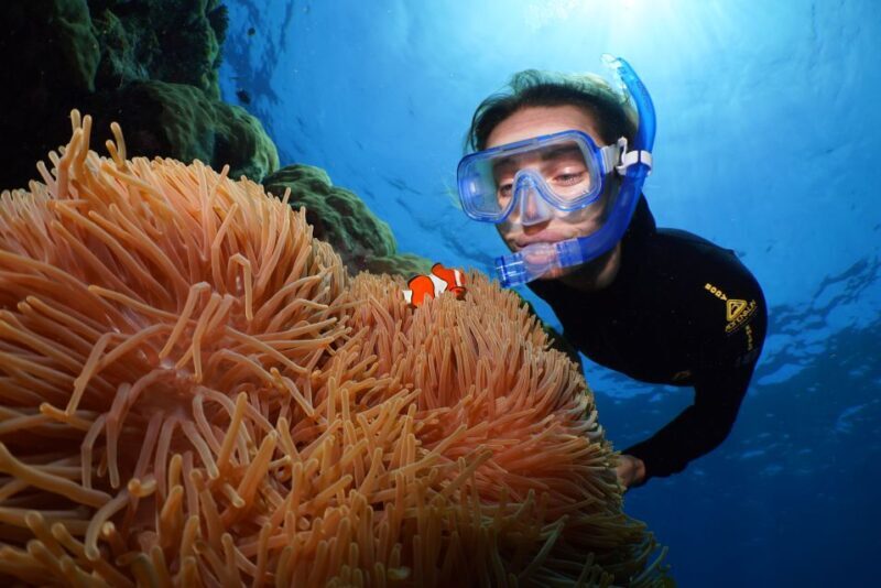 Port Douglas: Silversonic Great Barrier Reef Dive & Snorkel - Introduction: A Well-Organized Reef Experience
