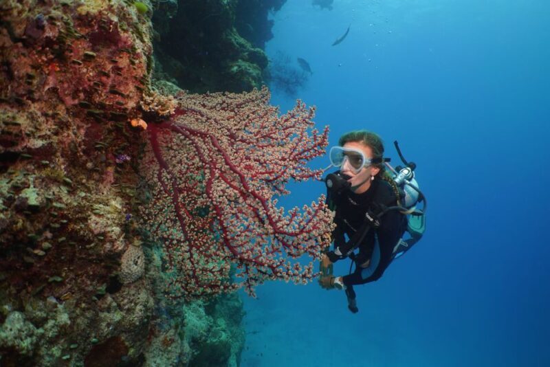 Port Douglas: Silversonic Great Barrier Reef Dive & Snorkel - The Sum Up