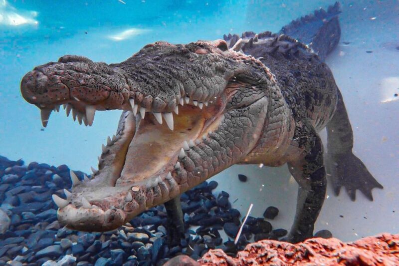 Port Douglas: Wildlife Habitat Entrance Ticket - FAQ