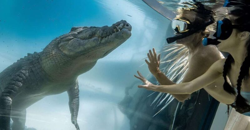 Port Douglas: Wildlife Habitat Swim with Crocodiles - An Overview of the Croc Experience