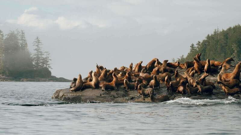 Port Hardy: Sea Otter and Whale Watching - The Route and What You’ll See