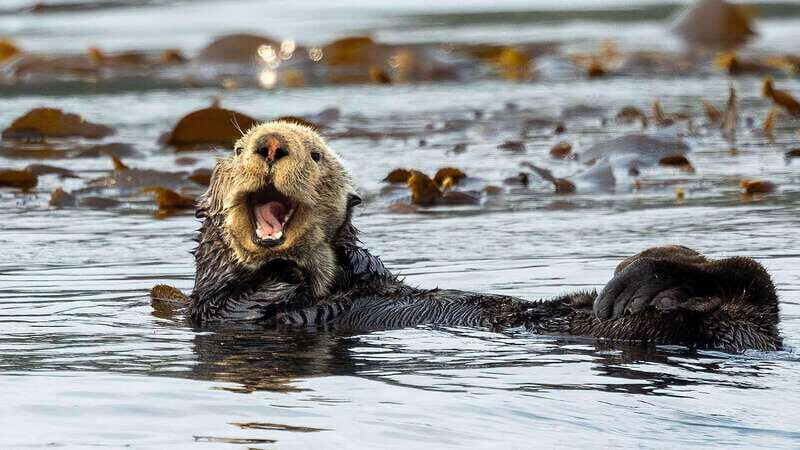 Port Hardy: Sea Otter and Whale Watching - The Guides and Their Role