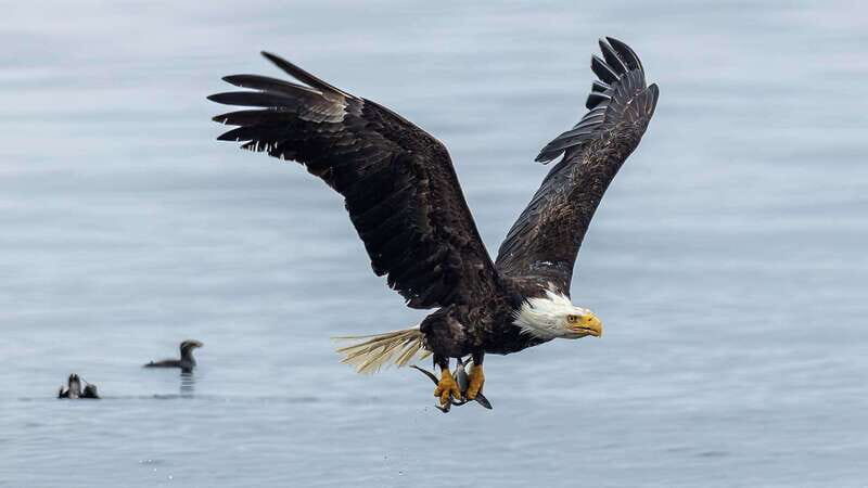 Port Hardy: Sea Otter and Whale Watching - Food and Amenities