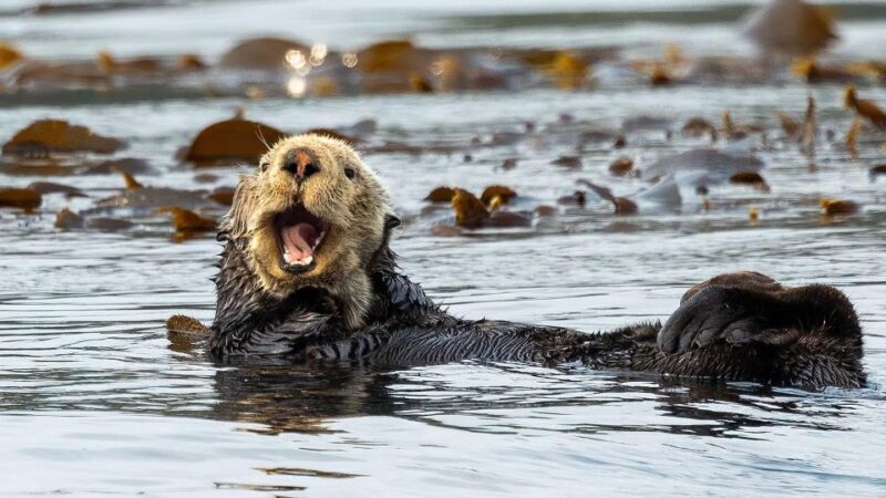 Port Hardy: Sea Otter and Whale Watching - Who Should Consider This Tour?