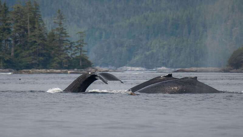 Port Hardy: Sea Otter and Whale Watching - Who Will Love It?