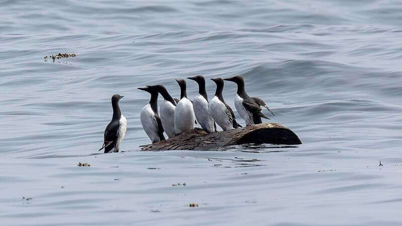 Port Hardy: Sea Otter and Whale Watching - Who Might Want to Think Twice?