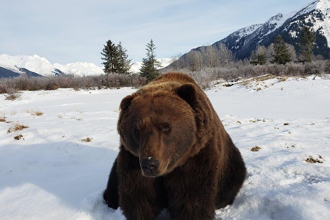 Port Homer Day Tour Wilderness, Wildlife and Beach Experience - The Sum Up