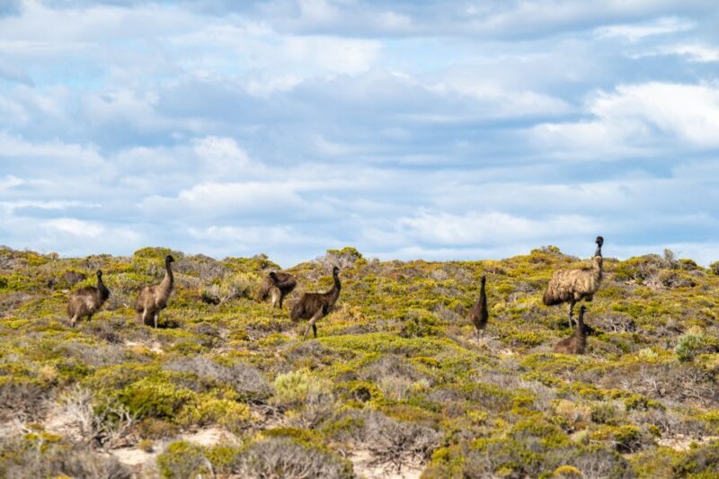 Port Lincoln: Lincoln National Park Sunset Sand Dunes Tour - Key Points