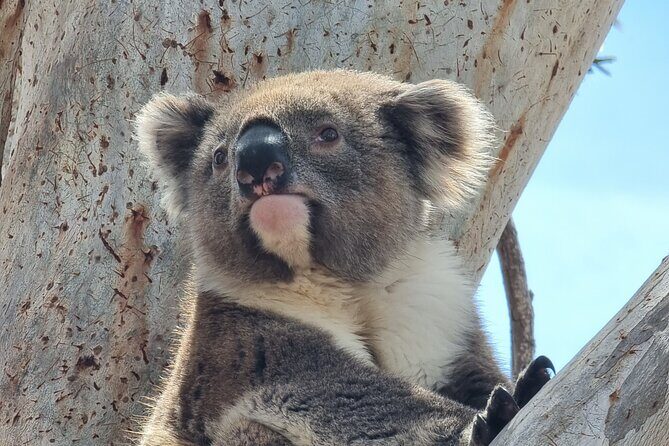 Port Lincoln Mikkira Station Wild Koala Safari Tour - Exploring the Port Lincoln Mikkira Station Wild Koala Safari Tour