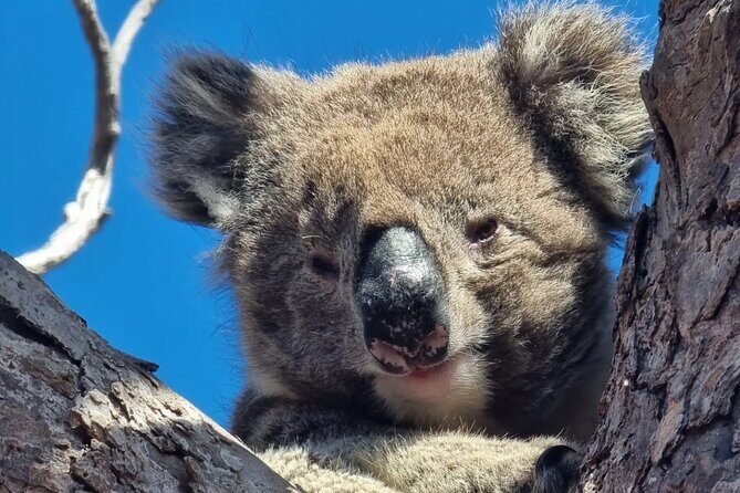 Port Lincoln Mikkira Station Wild Koala Safari Tour - What Makes This Tour Stand Out?
