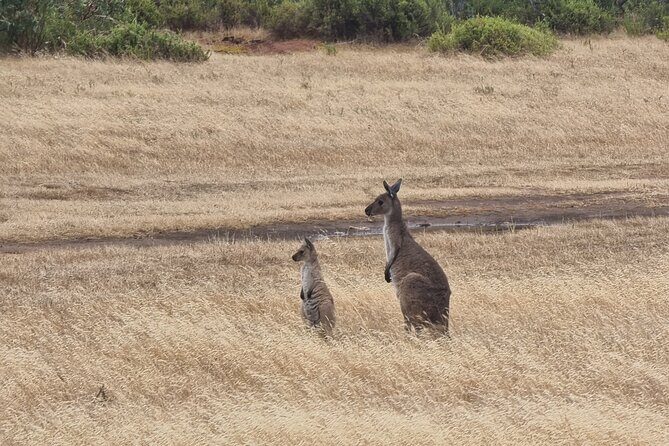 Port Lincoln Mikkira Station Wild Koala Safari Tour - The Practical Side: Value and Logistics
