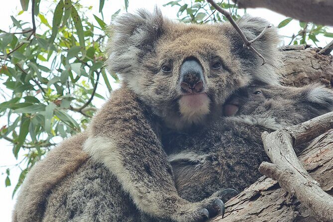 Port Lincoln Mikkira Station Wild Koala Safari Tour - What Reviewers Say
