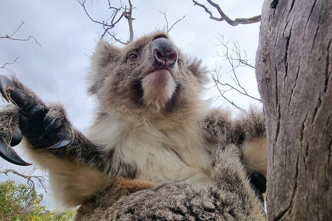 Port Lincoln Mikkira Station Wild Koala Safari Tour - Final Thoughts: Who Is This Tour For?