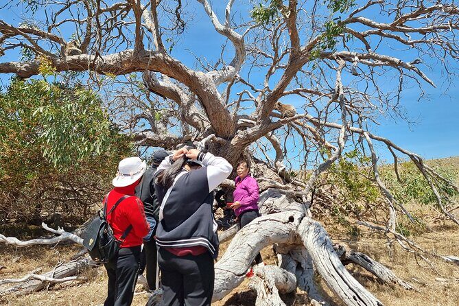 Port Lincoln Mikkira Station Wild Koala Safari Tour - Frequently Asked Questions
