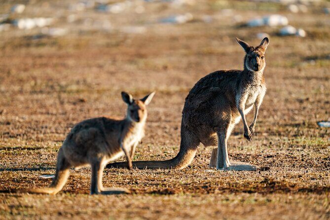 Port Lincoln National Park Half day Tour - Who Will Love This Tour?