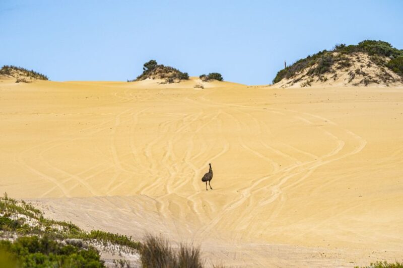 Port Lincoln: Wildlife and Sightseeing Full-Day 4WD Tour - An In-Depth Look at the Tour