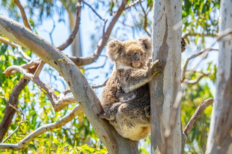 Port Lincoln: Wildlife and Sightseeing Full-Day 4WD Tour - FAQ