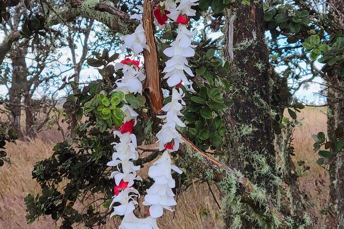 Port of Hilo to Volcano Tour - Detailed Breakdown of the Itinerary