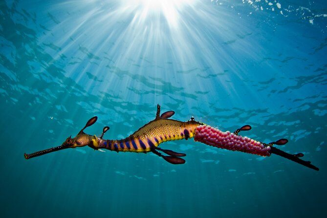 Port Phillip Bay Snorkeling with Sea Dragons - An In-Depth Look at the Snorkeling Tour