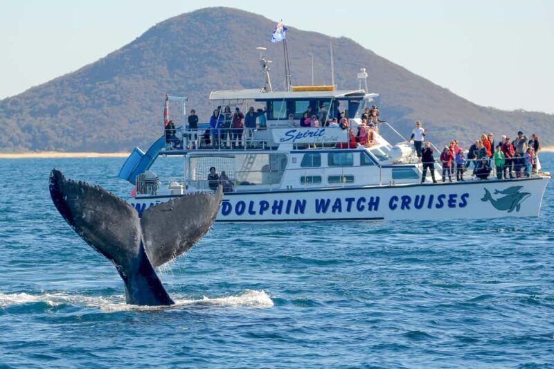 Port Stephens: 2.5-Hour Whale Watching & Outer Island Cruise - A Detailed Look at the Experience