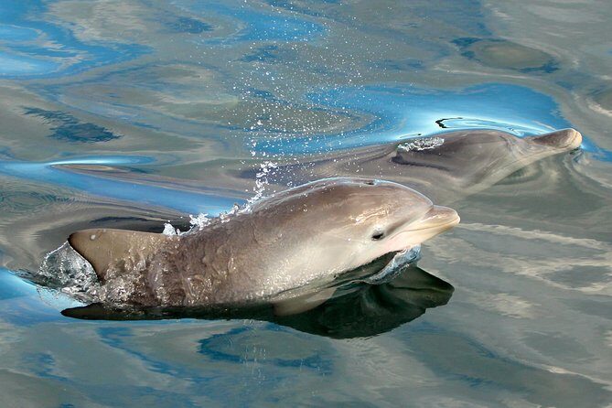 Port Stephens 3 Hour Whale and Dolphin Watch Cruise - The Itinerary: What to Expect from Start to Finish