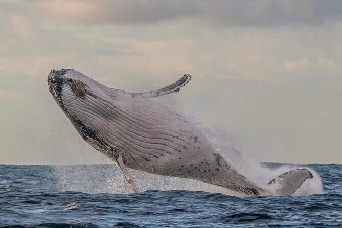 Port Stephens 3 Hour Whale and Dolphin Watch Cruise - Final Thoughts