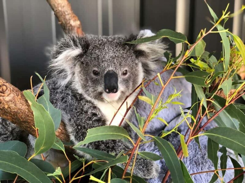 Port Stephens: Dolphin Cruise, Lunch, Koalas & Sandboarding - Exploring Port Stephens: What the Tour Offers