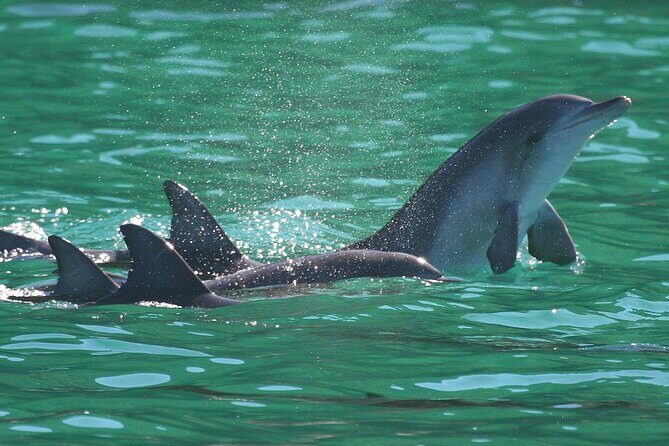 Port Stephens: Dolphin Discovery Cruise - Meeting Point & Departure