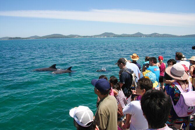 Port Stephens: Dolphin Discovery Cruise - Dolphin Spotting and Wildlife Education