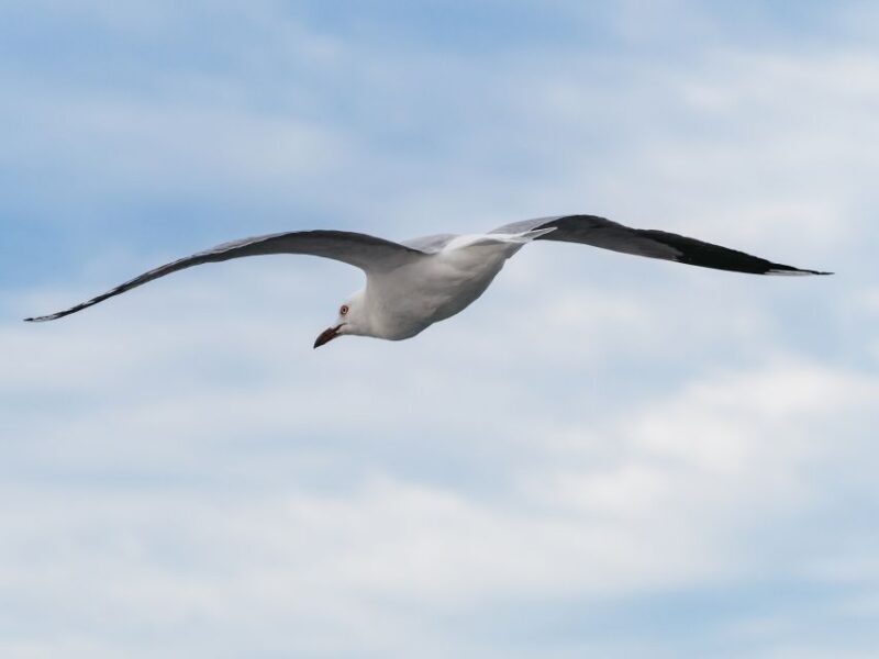 Port Stephens: Dolphin Watching Cruise - A Closer Look at the Experience