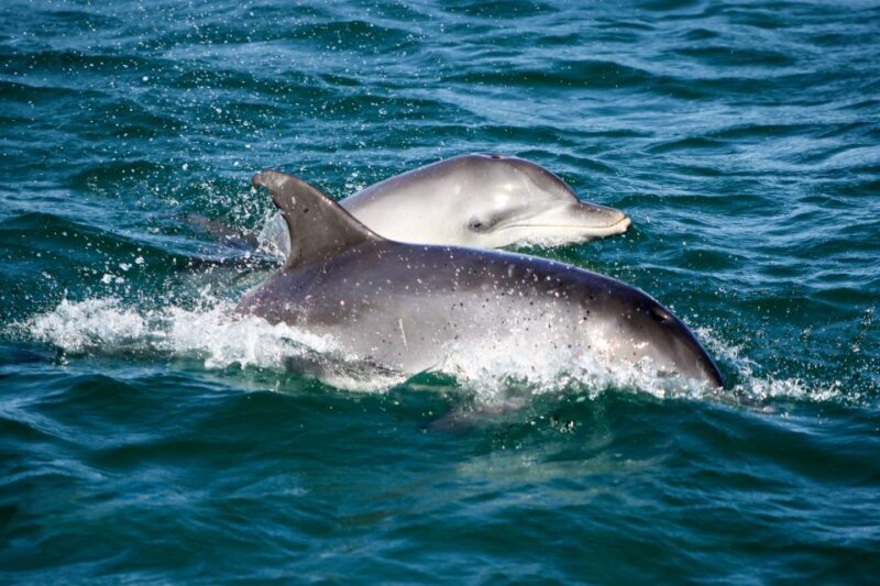 Port Stephens: Dolphin Watching Cruise - Real Traveler Insights and Reviews