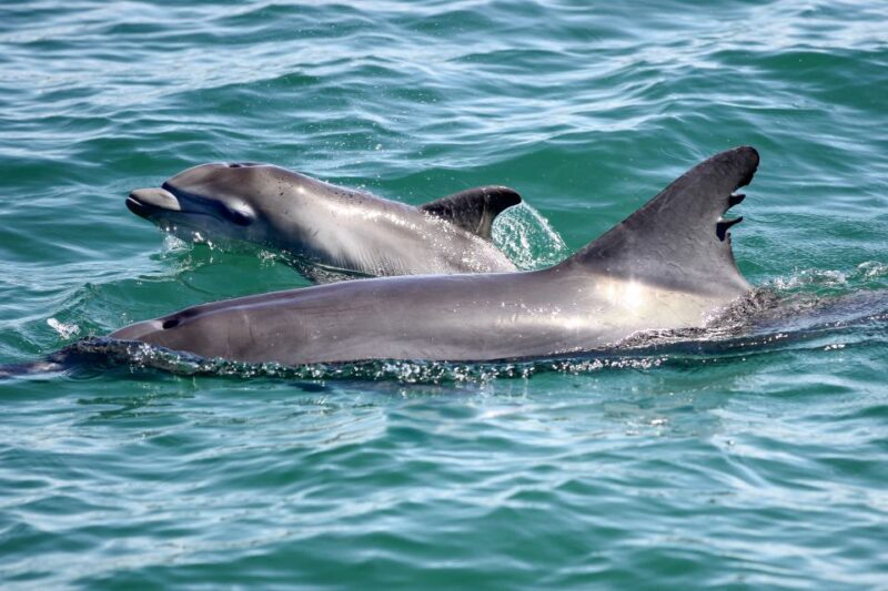 Port Stephens: Dolphin Watching Cruise - Final Thoughts: Is It Worth It?