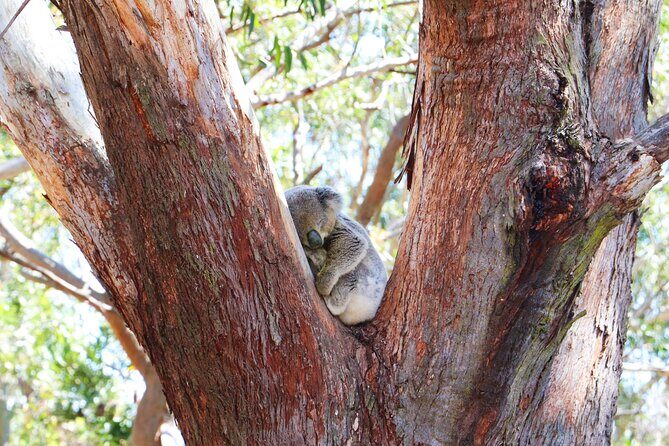Port Stephens Experience: Incredible Adventure, Wild by Nature - Who Should Consider This Tour?