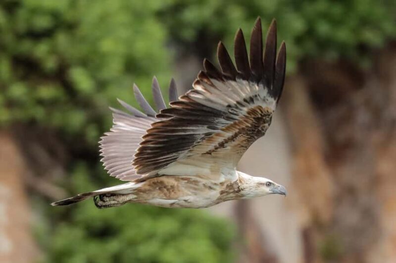 Port Stephens: Port Stephens Island Snorkel Adventure Cruise - The Underwater World: What You’ll Encounter